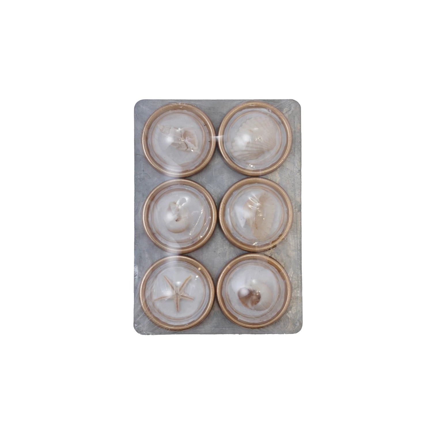 Shell Magnet Set of 6 on Card | Madis...