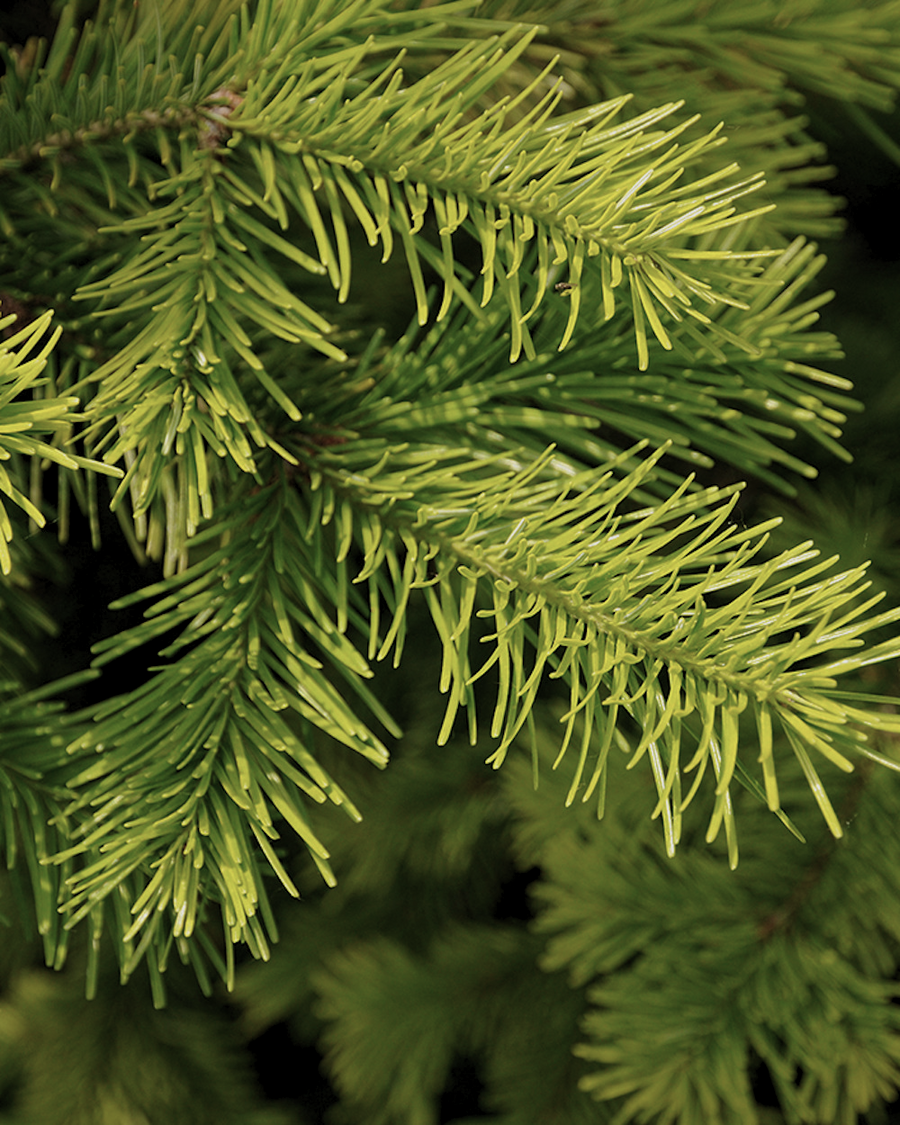 Grapefruit Pine Large Driftwood Candl...